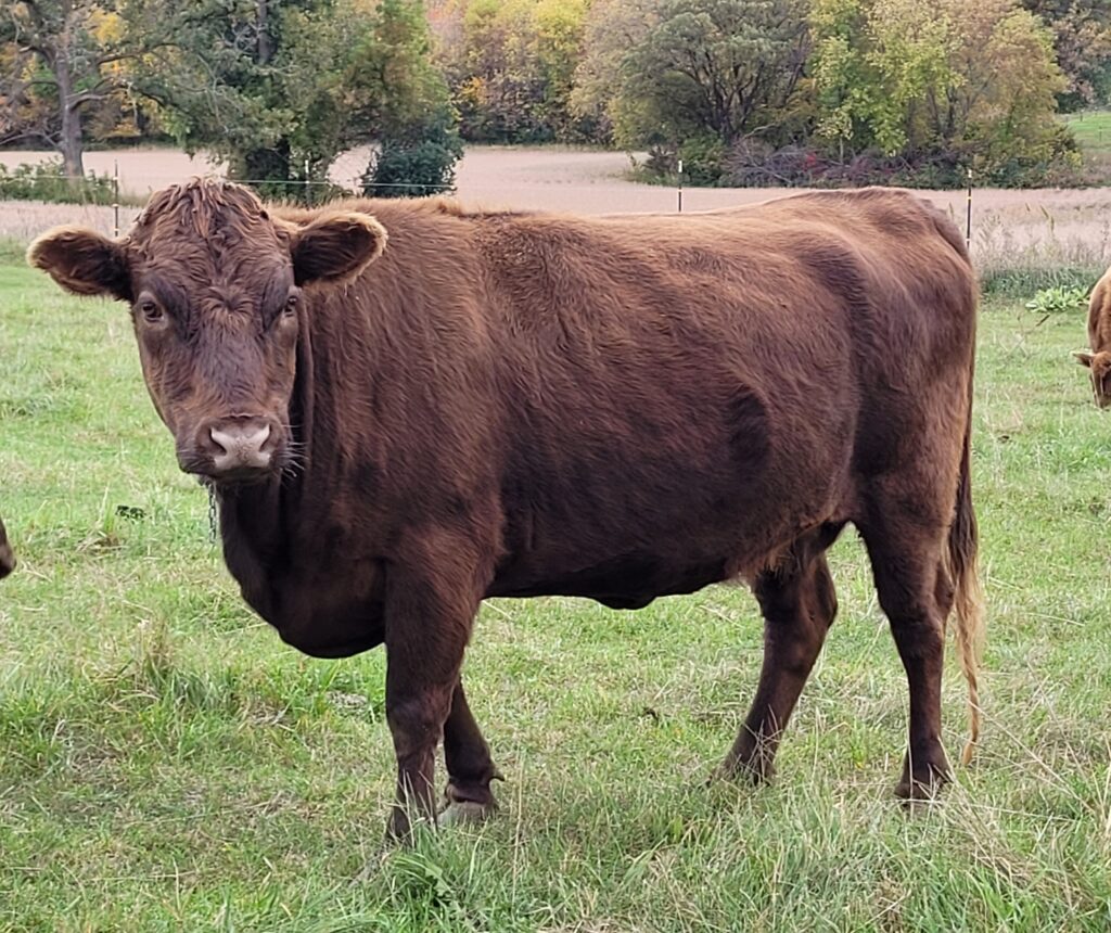 Cows | Plum Creek Little Cattle Company