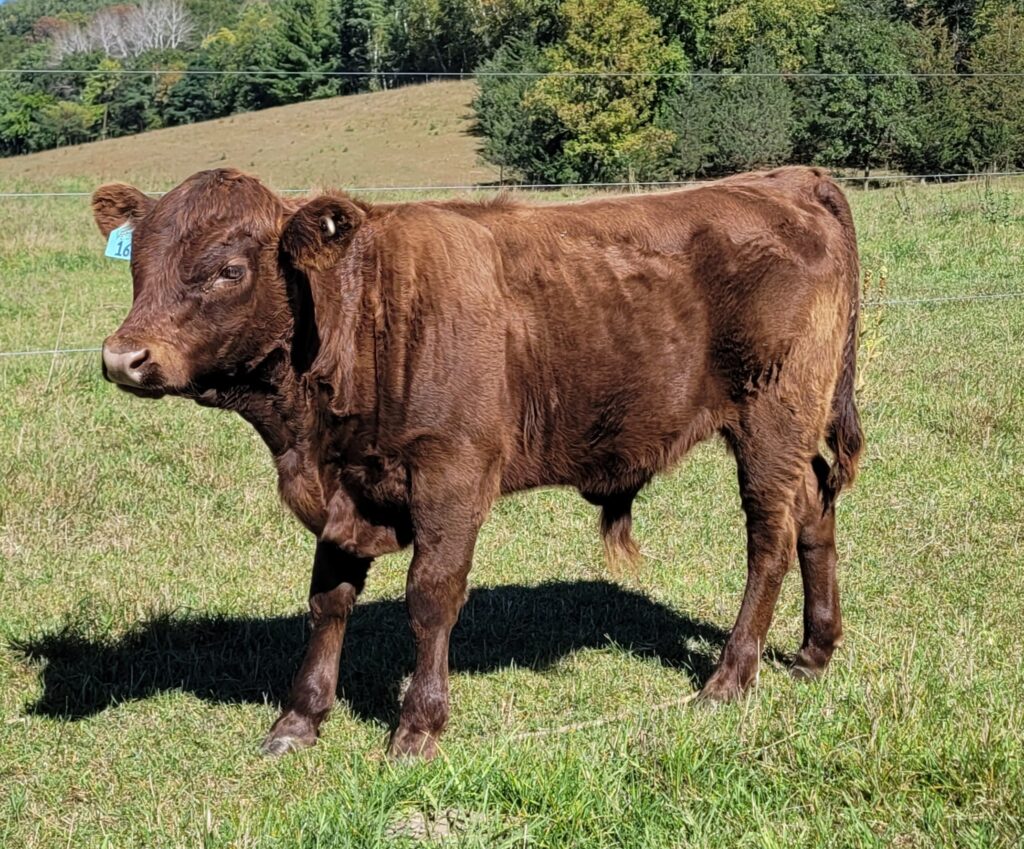 Bulls | Plum Creek Little Cattle Company