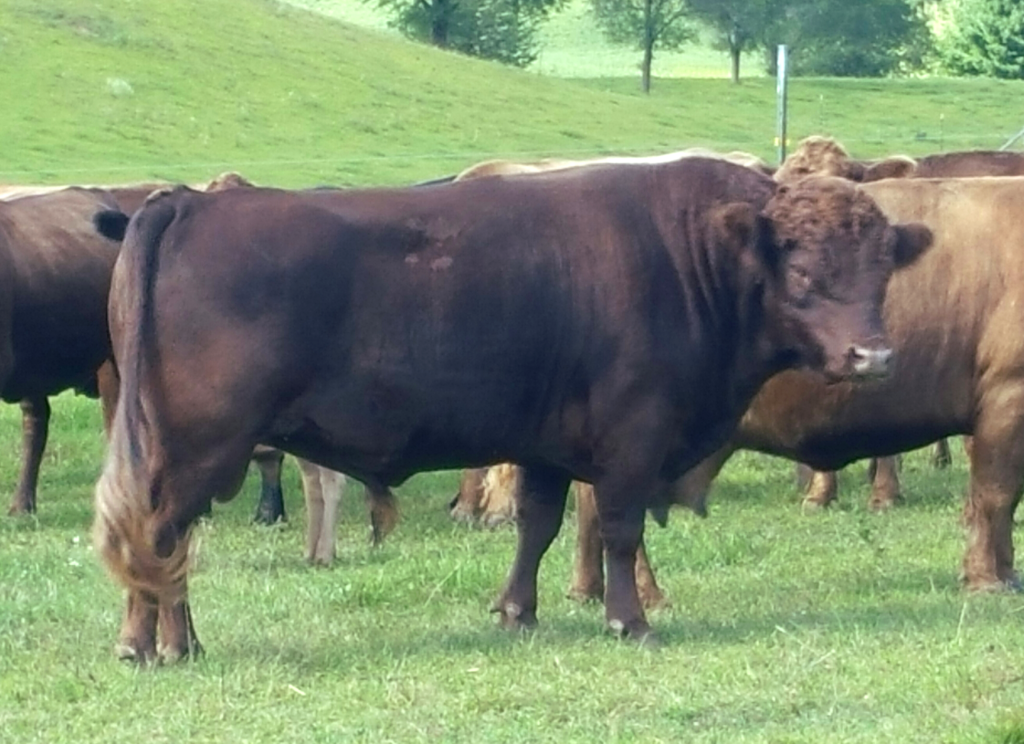 Sires: Past, Present, & Future | Plum Creek Little Cattle Company